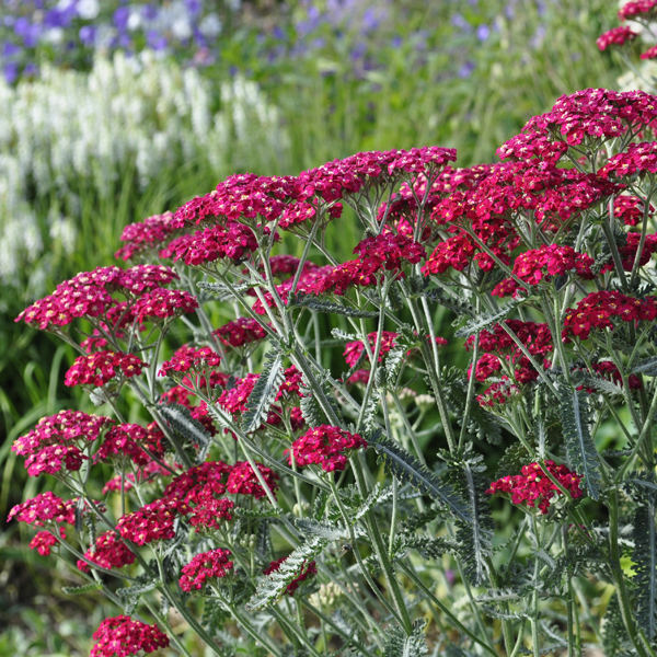 The Complete Guide To Achillea Yarrow Plant Claire Austin The Complete Guide To Achillea Yarrow Plant Claire Austin