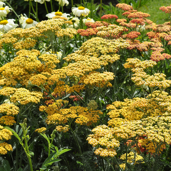 The Complete Guide To Achillea Yarrow Plant Claire Austin The Complete Guide To Achillea Yarrow Plant Claire Austin