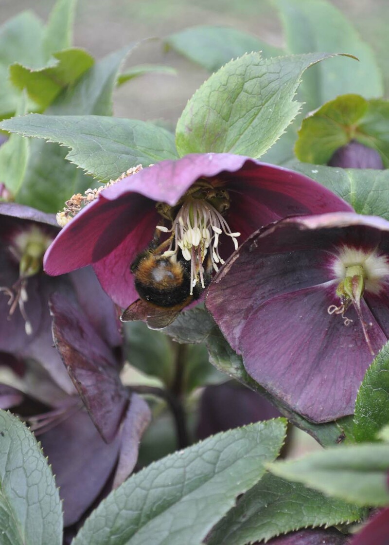 Best Perennials For Bees | Claire Austin